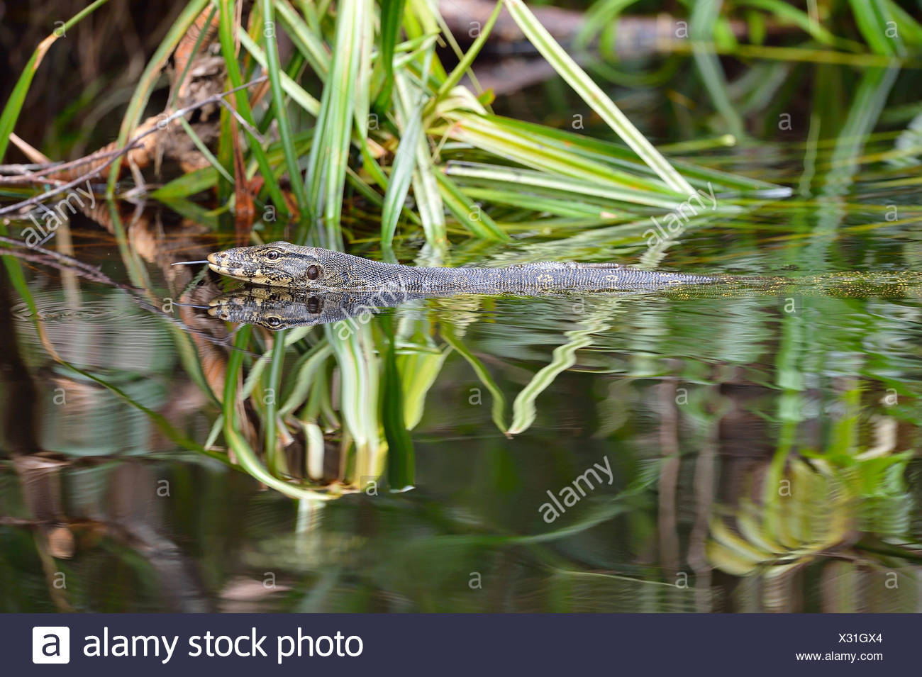 Asian Monitor Lizard High Resolution Stock Photography and Images - Alamy