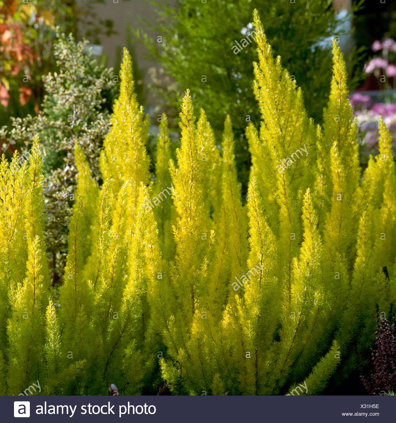 Erica Arborea Stock Photos & Erica Arborea Stock Images - Alamy