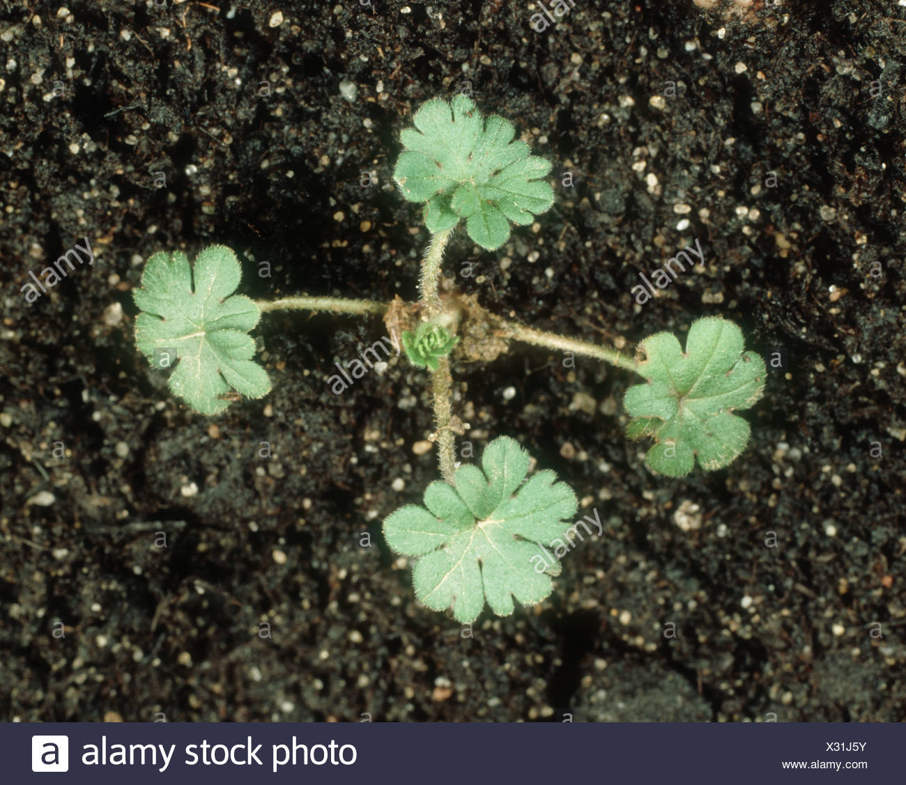 Cut Leaved Cranesbill Geranium Dissectum Stock Photos & Cut Leaved ...