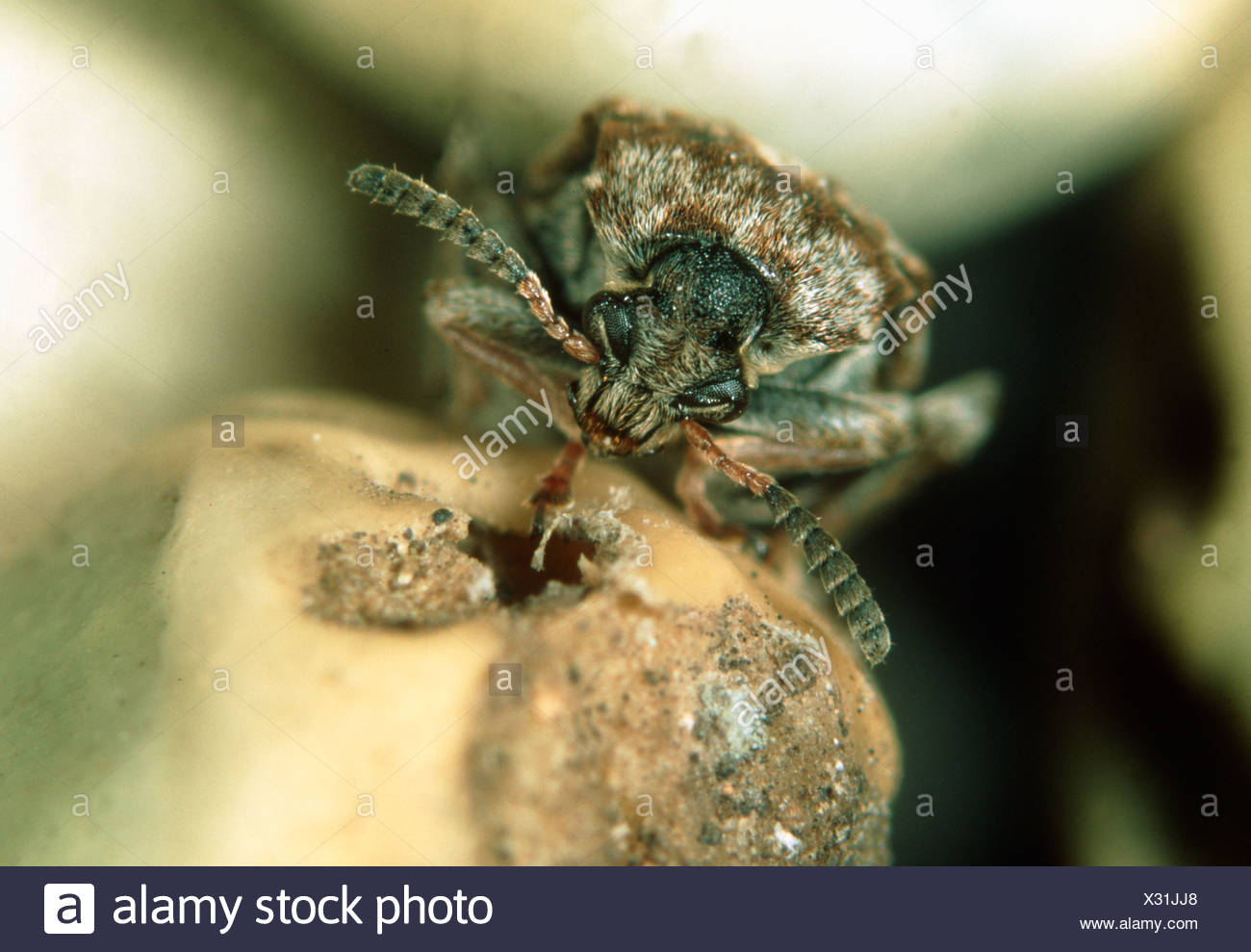 Bruchus High Resolution Stock Photography and Images - Alamy