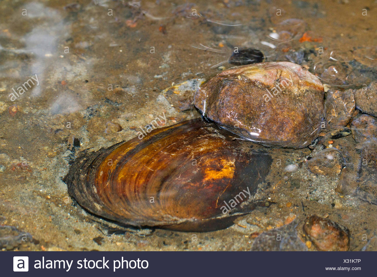 Pond Mussels Stock Photos & Pond Mussels Stock Images - Alamy
