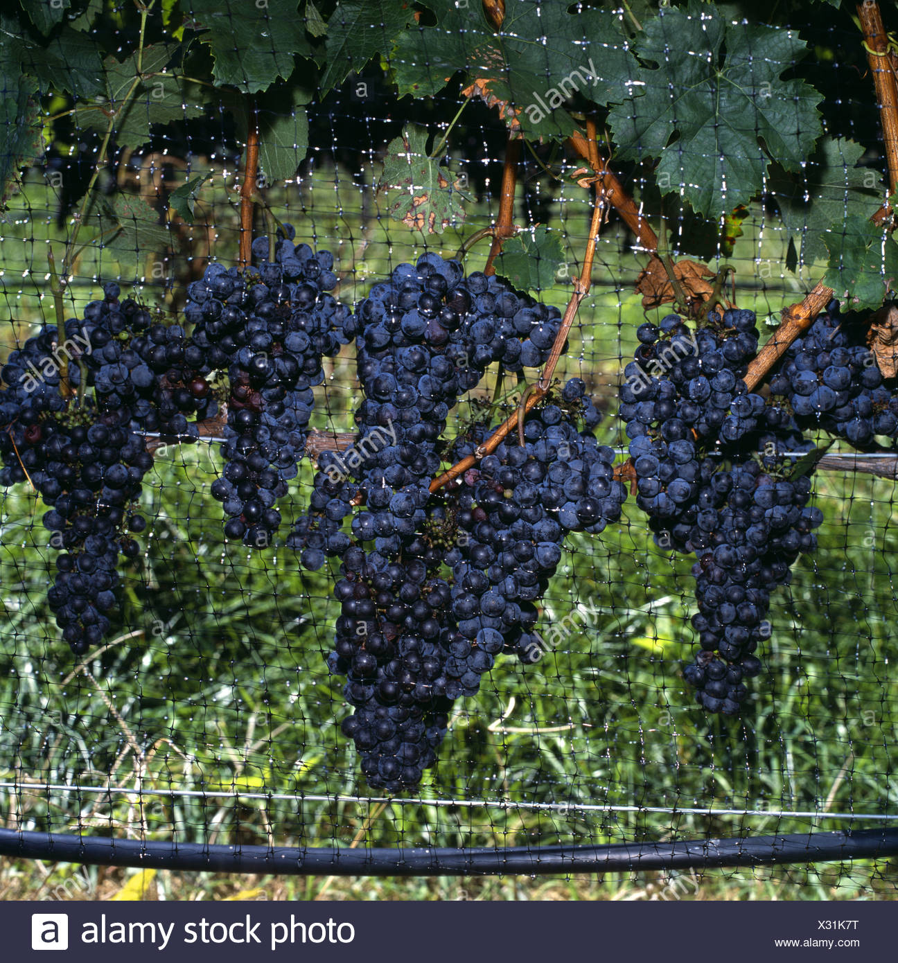 Cabernet Franc Grapes High Resolution Stock Photography and Images - Alamy