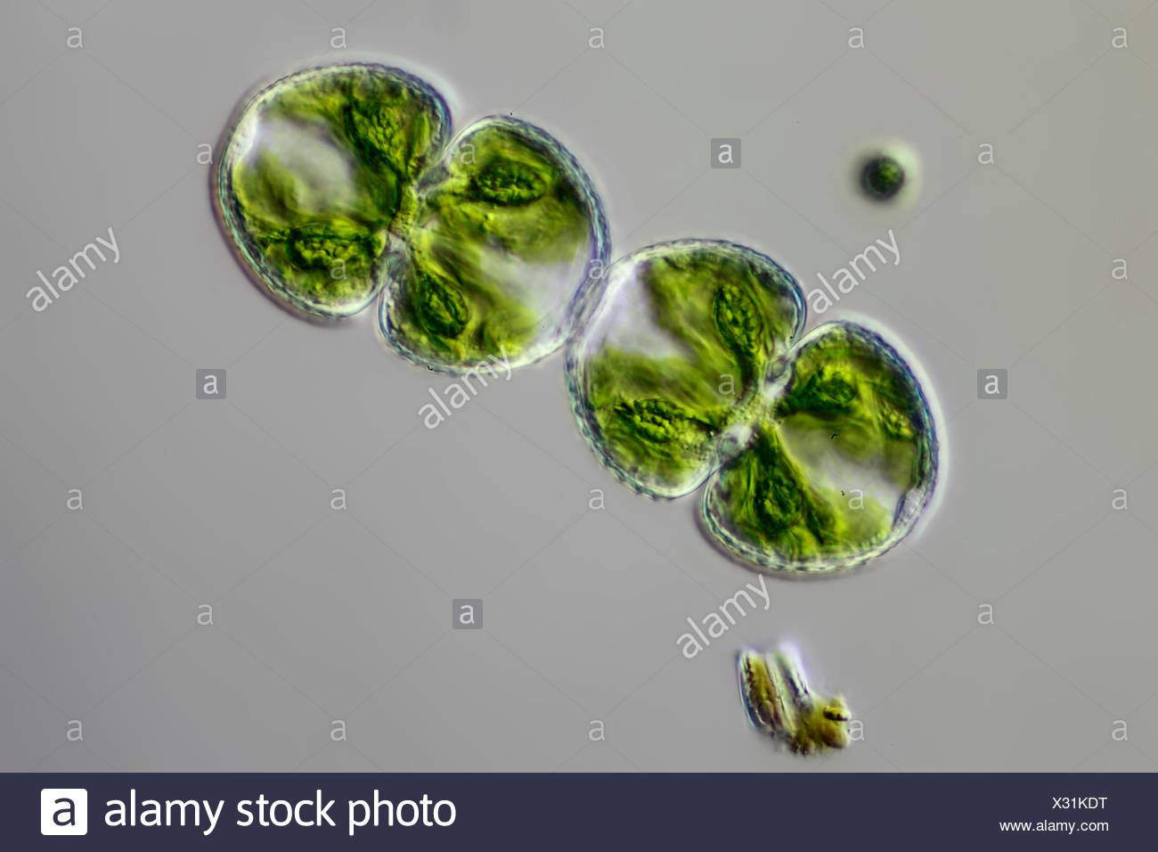 Nomarski Microscopy High Resolution Stock Photography and Images - Alamy