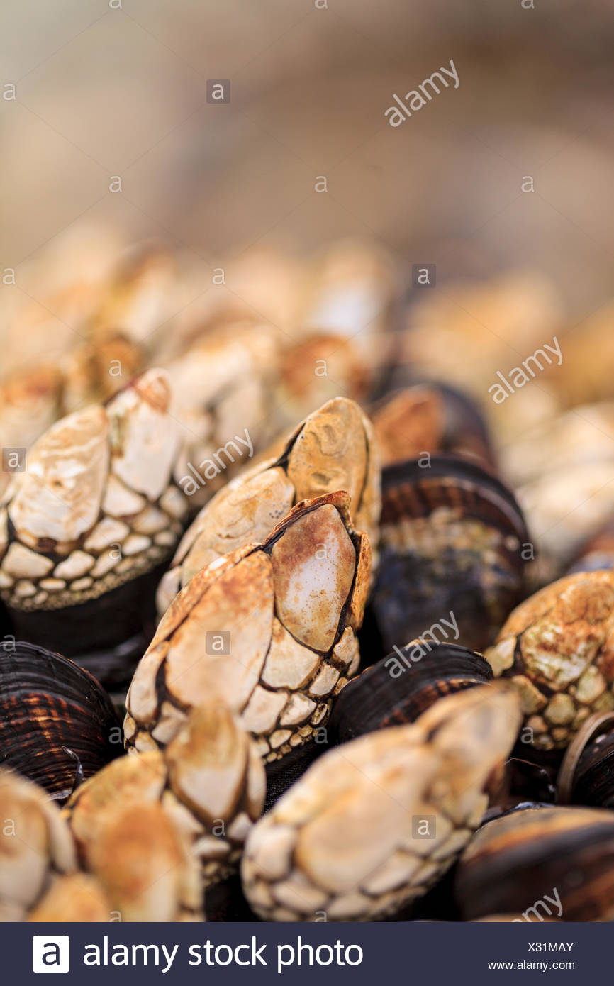 Lepas Stock Photos & Lepas Stock Images - Alamy