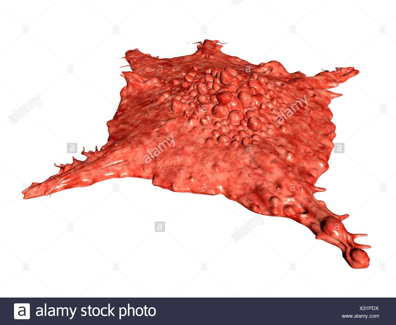 Cancer Cell T Cell High Resolution Stock Photography and Images - Alamy