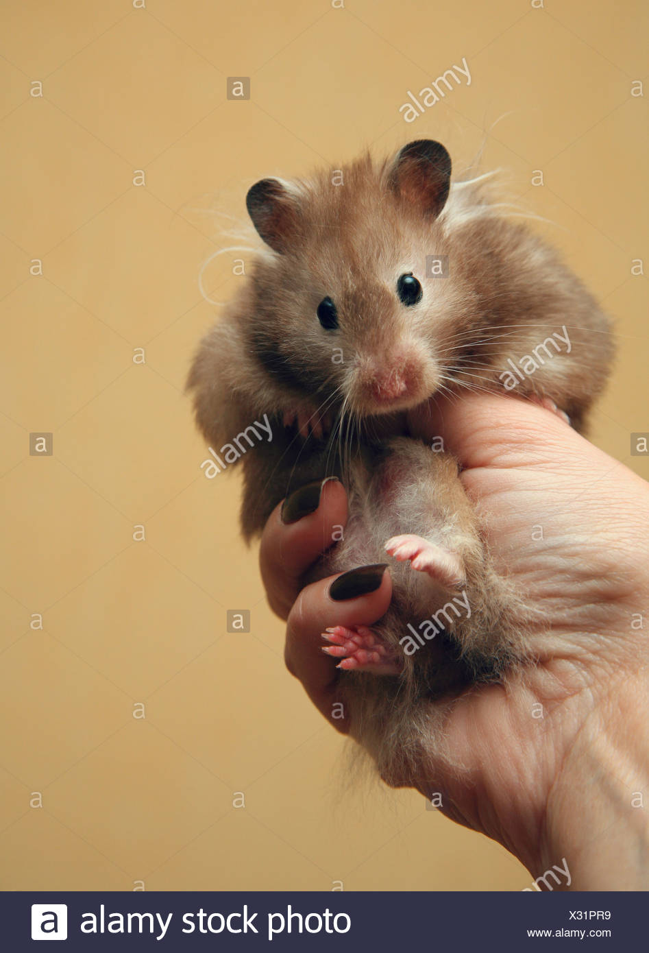 Full Cheeks Rodent High Resolution Stock Photography and Images - Alamy