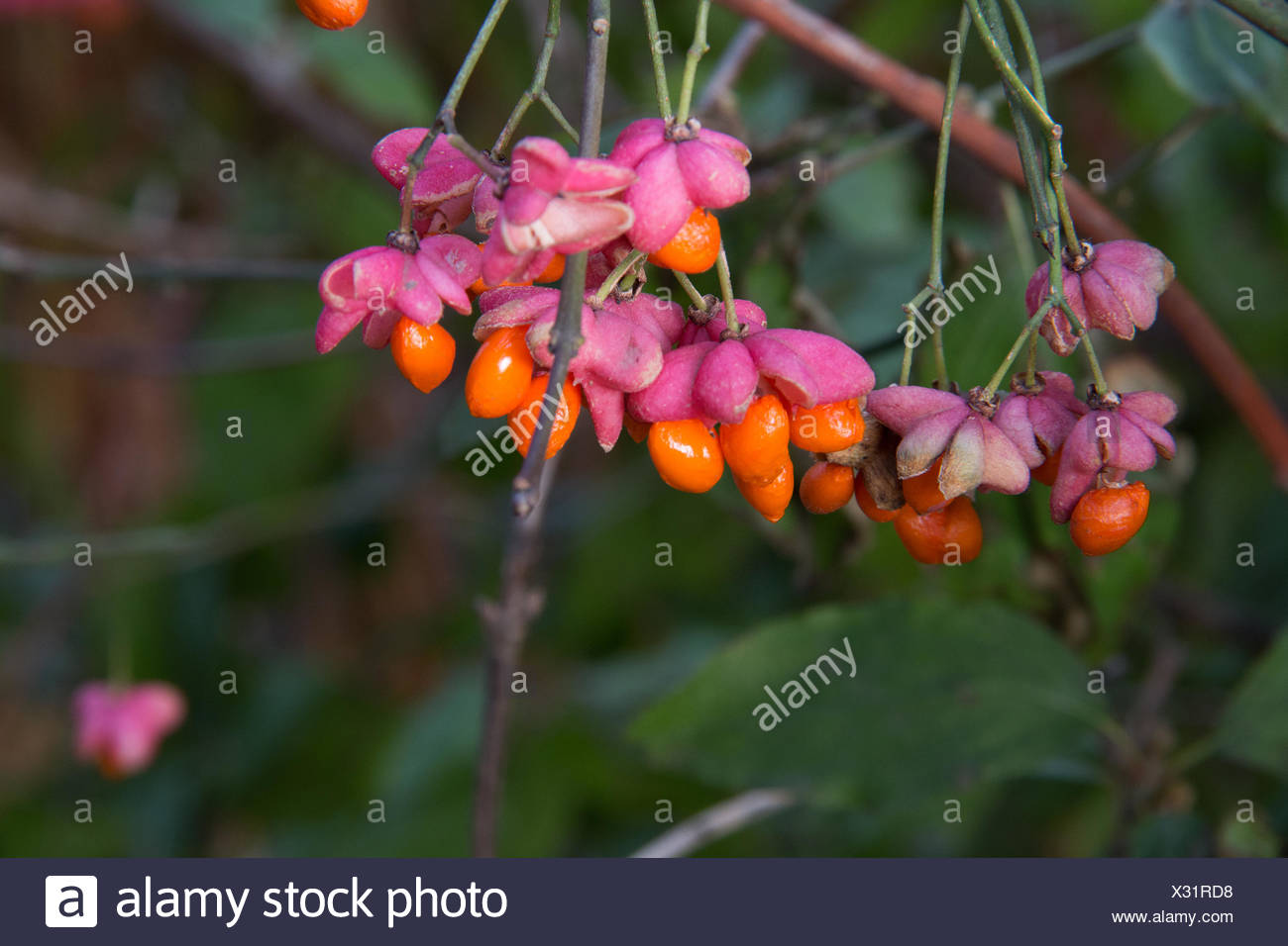Spindle Tree Stock Photos & Spindle Tree Stock Images - Alamy