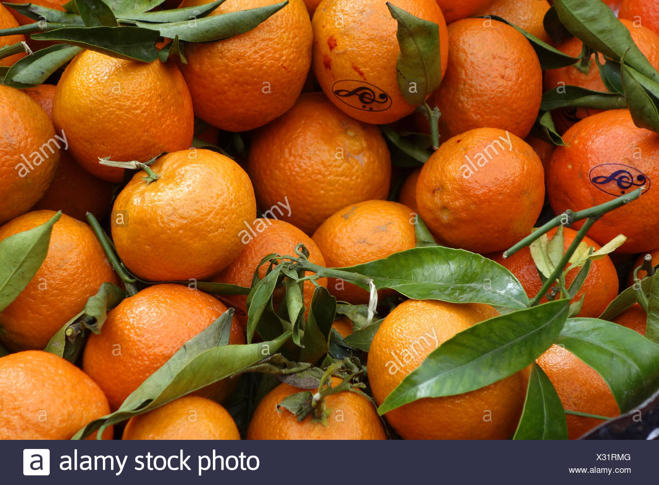 Citrus Reticulata Blanco Stock Photos & Citrus Reticulata Blanco Stock ...