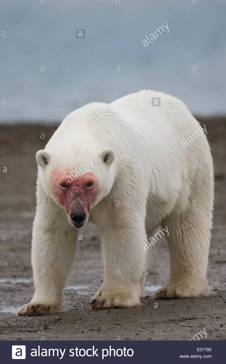 Blood On Fur High Resolution Stock Photography and Images - Alamy