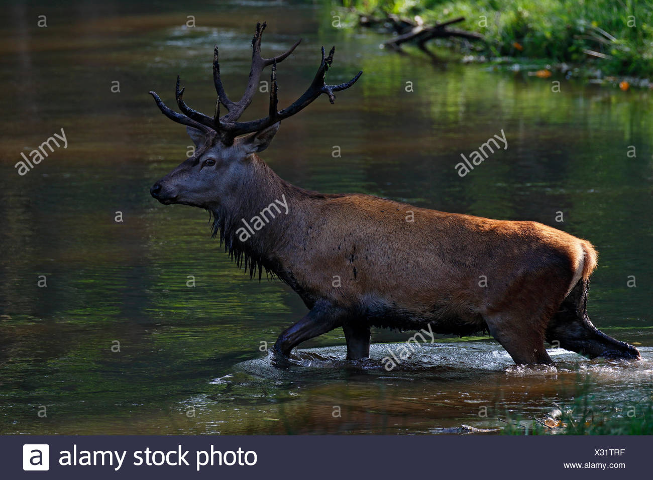 Deer In River High Resolution Stock Photography and Images - Alamy
