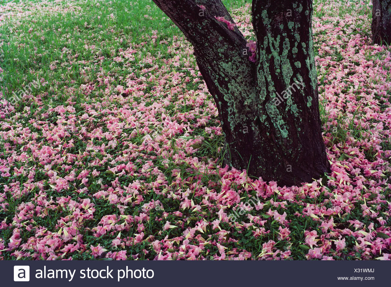 Pink Tecoma Stock Photos & Pink Tecoma Stock Images - Alamy