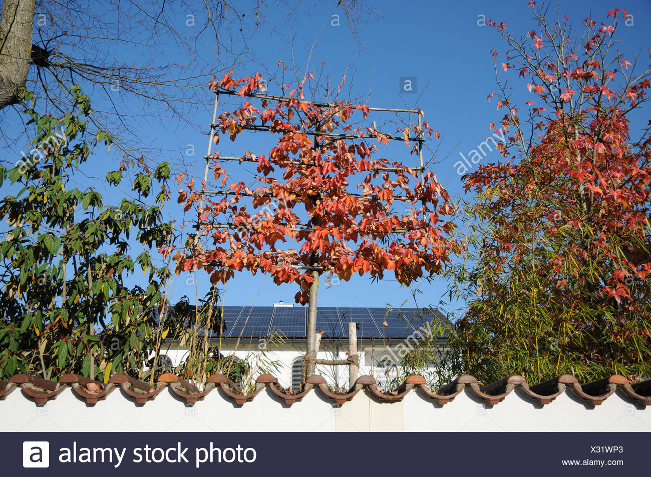 Spalier Baum High Resolution Stock Photography and Images - Alamy