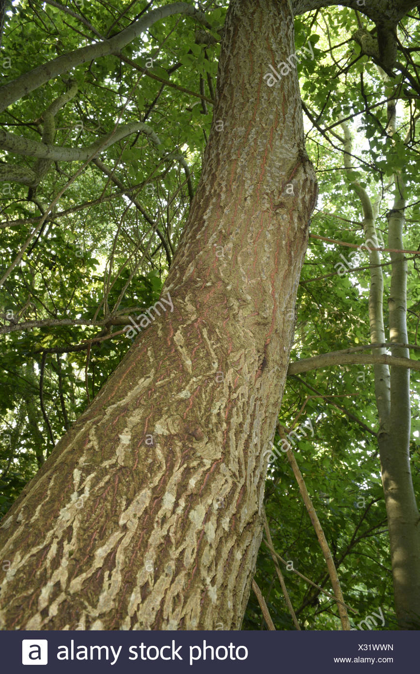 Willow Tree Bark Stock Photos & Willow Tree Bark Stock Images - Alamy