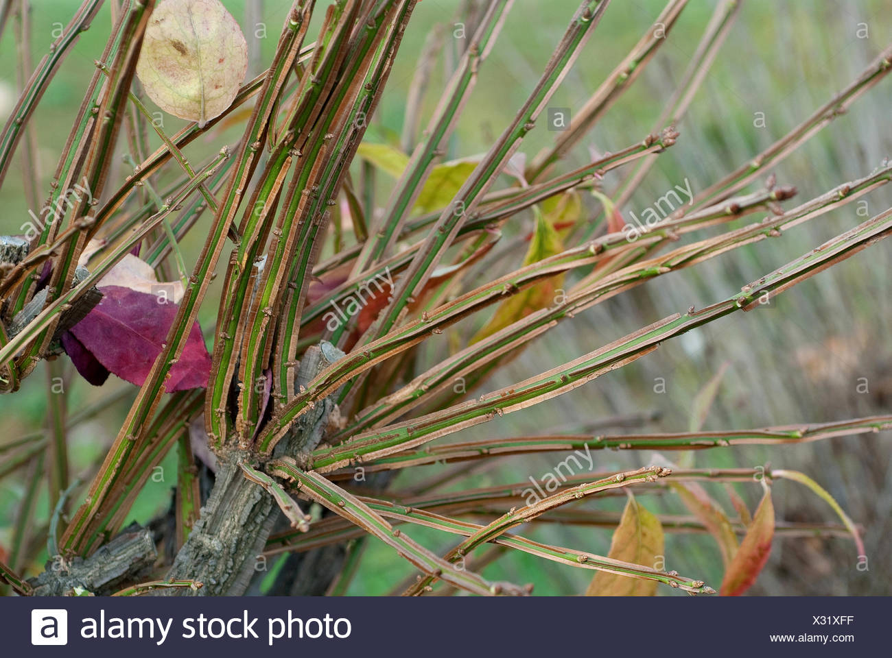 Euonymus Alatus Winged Spindle High Resolution Stock Photography and ...