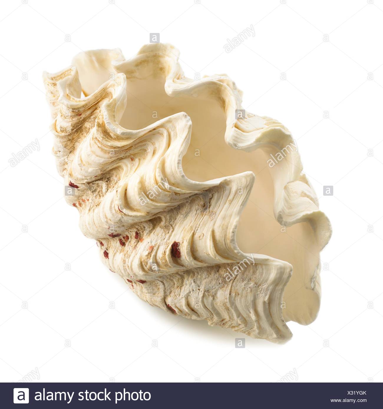 Tridacna Shell Stock Photos & Tridacna Shell Stock Images - Alamy