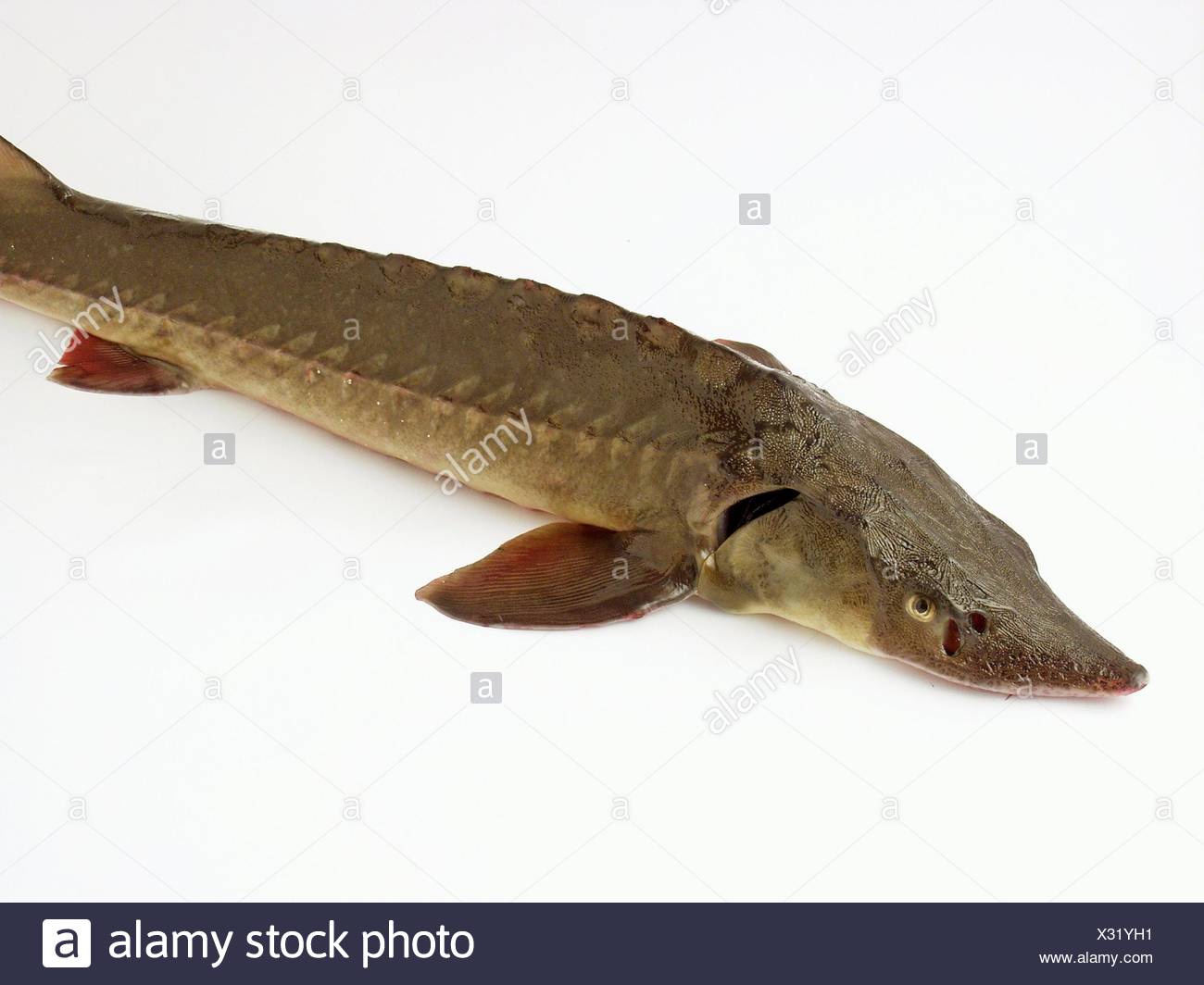 Sturgeon Fishing Russia High Resolution Stock Photography and Images ...