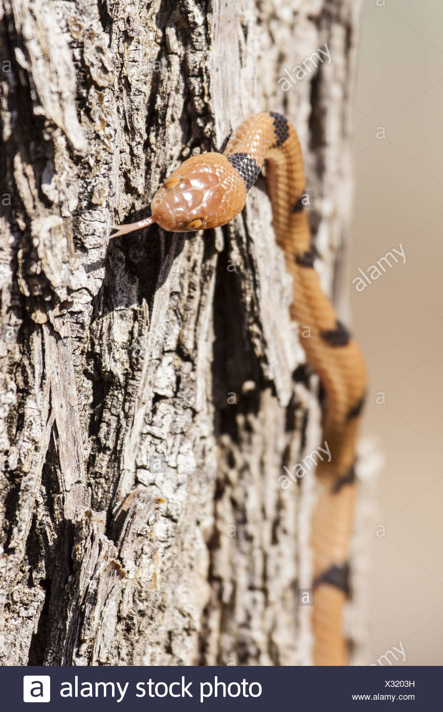 Boomslang Snake Stock Photos & Boomslang Snake Stock Images - Alamy