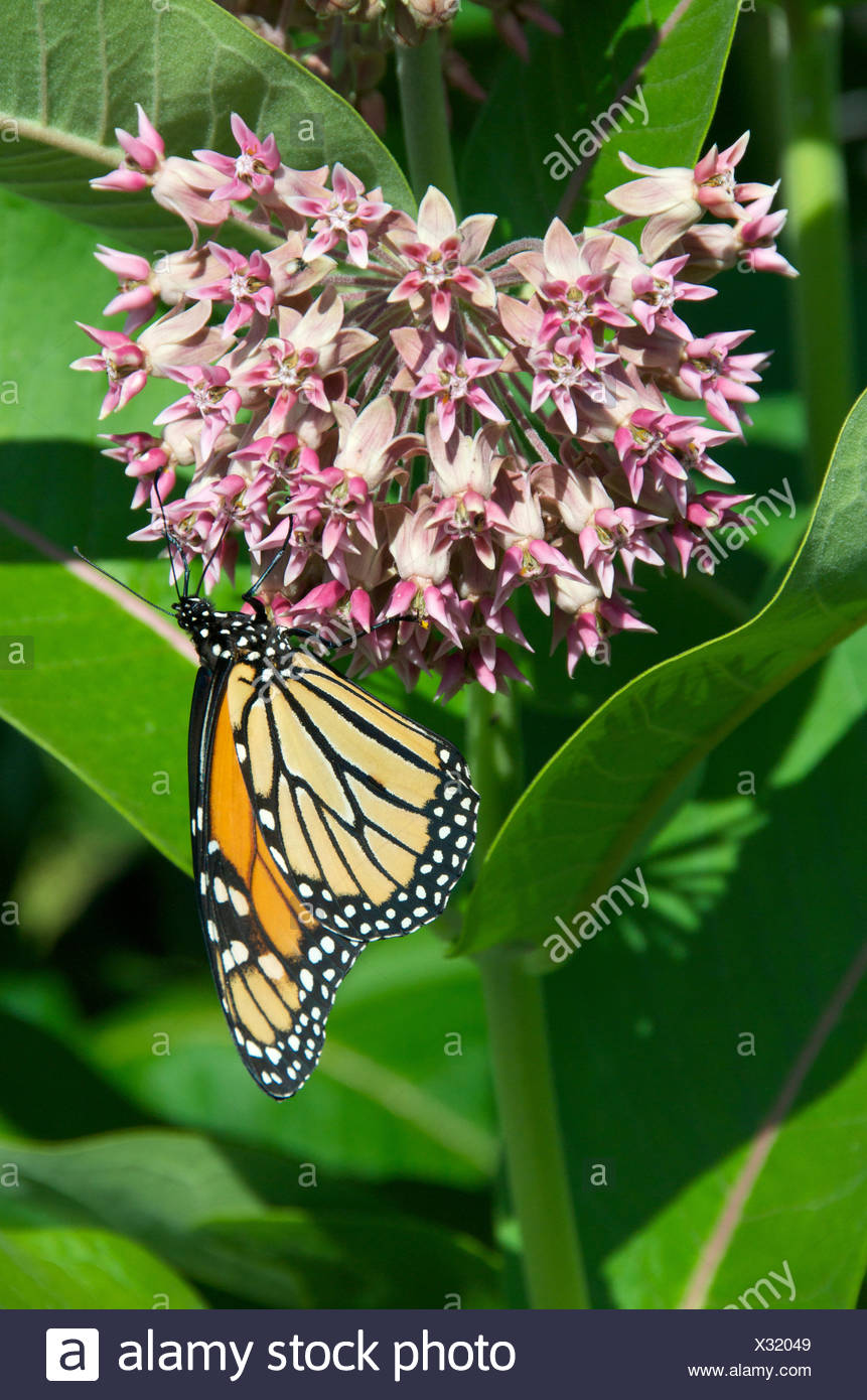 Butterflies Of Ontario High Resolution Stock Photography and Images - Alamy