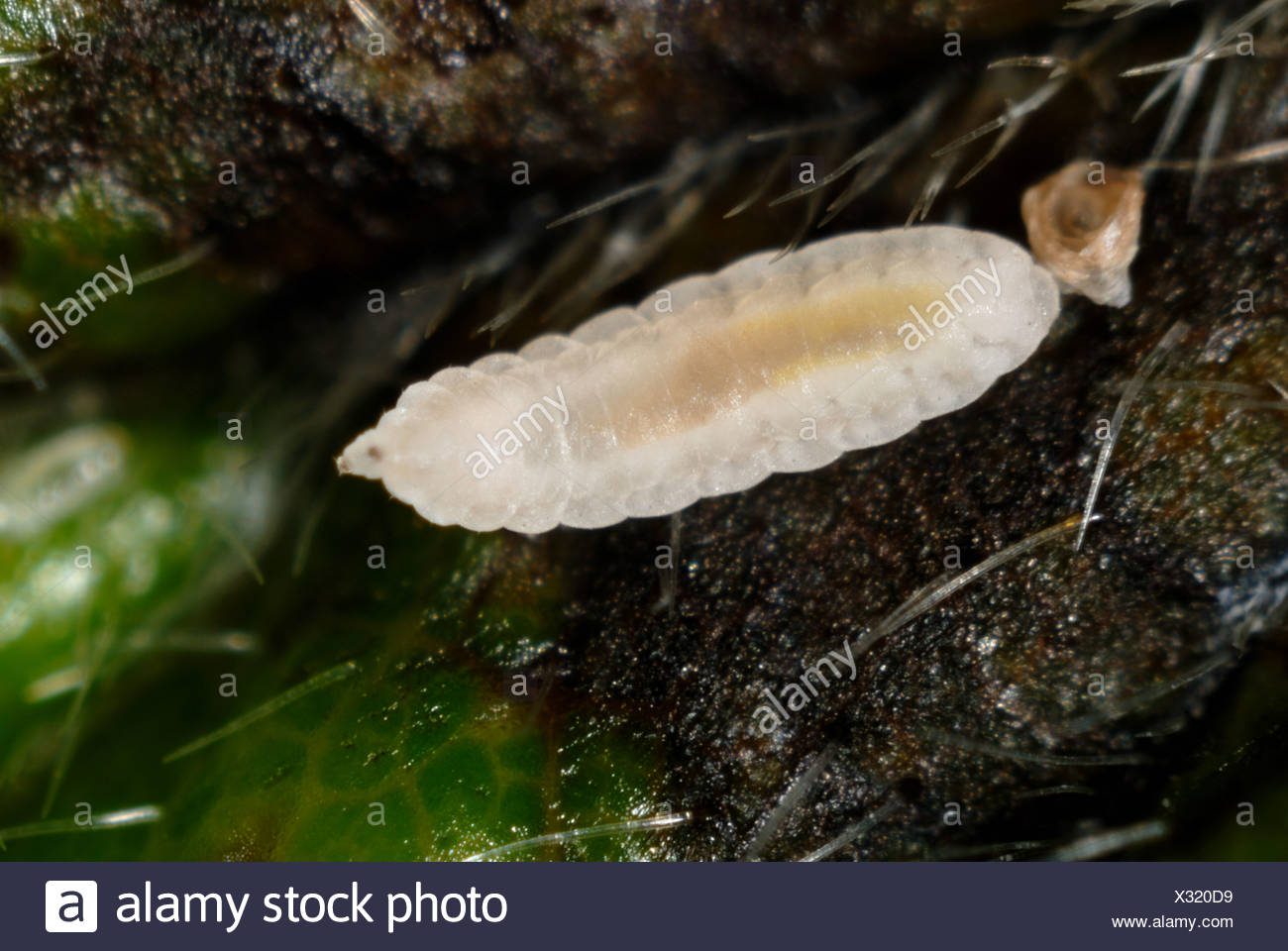 Diptera Cecidomyiidae Stock Photos & Diptera Cecidomyiidae Stock Images ...