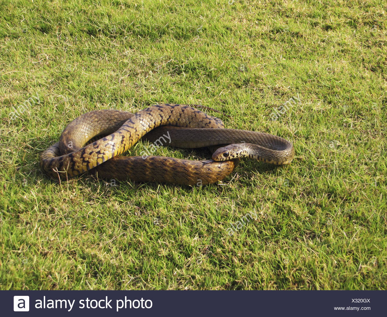 Dhaman High Resolution Stock Photography and Images - Alamy