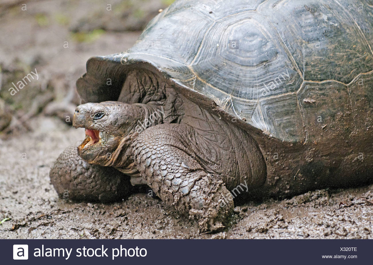 Half Tortoise High Resolution Stock Photography and Images - Alamy