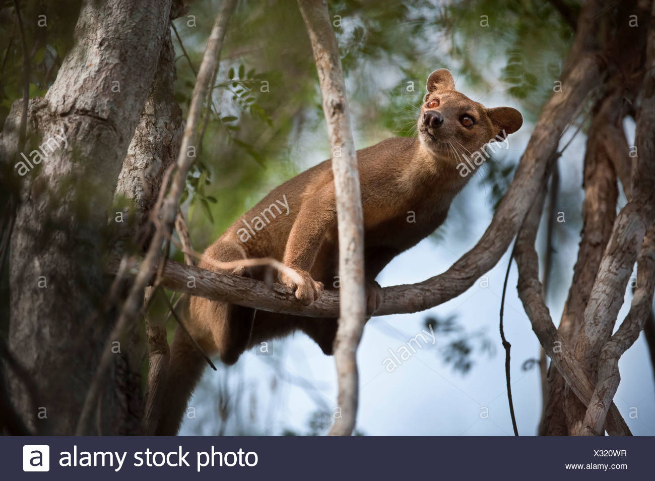 Carnivorous Mammal Fossa Cryptoprocta Ferox Madagascar Wildlife High ...