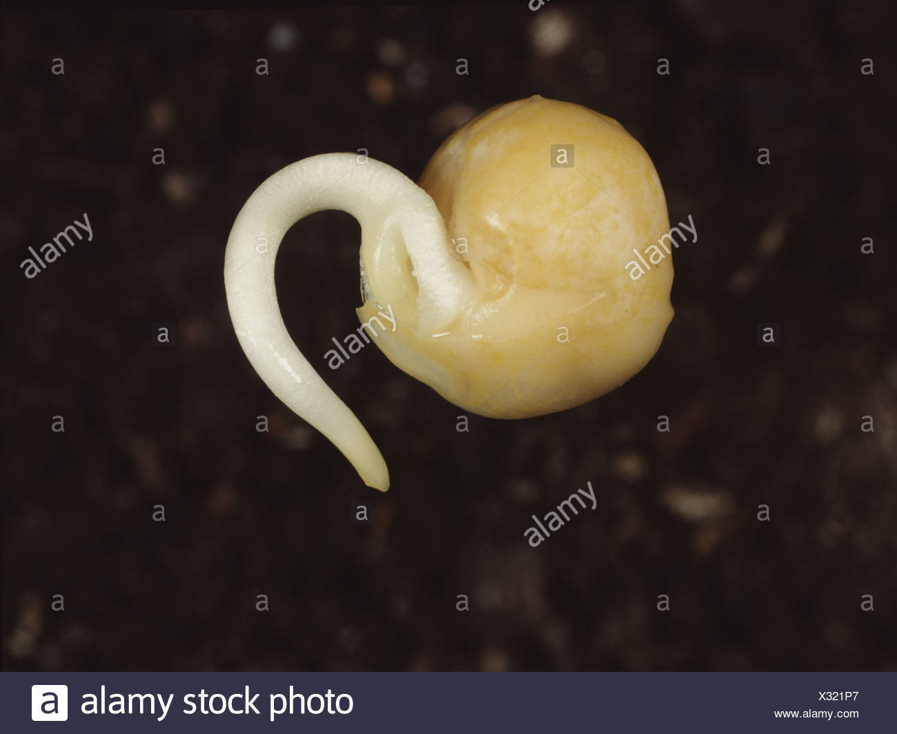 Geotropism High Resolution Stock Photography and Images - Alamy