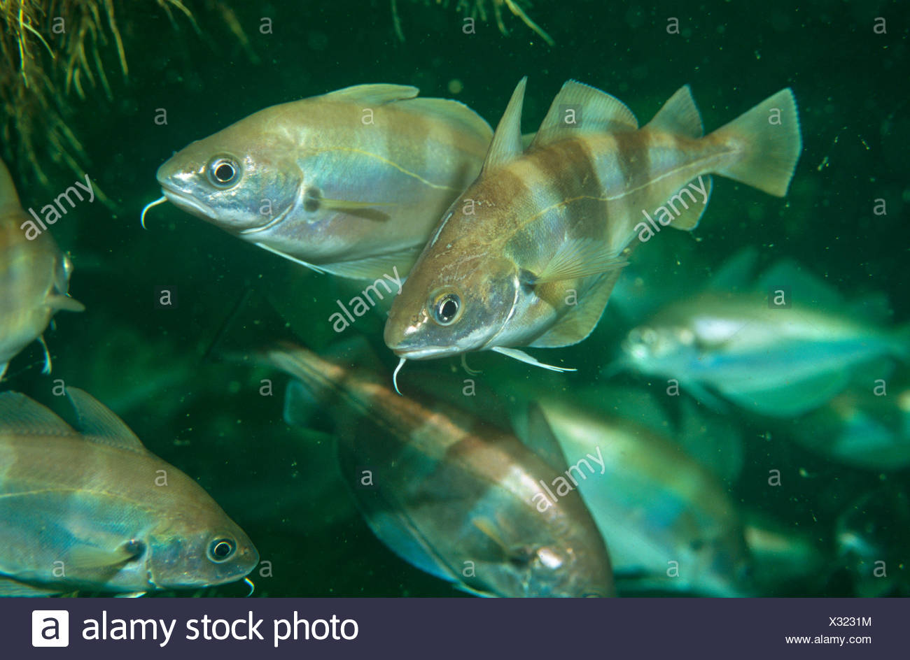 Trisopterus Luscus High Resolution Stock Photography and Images - Alamy