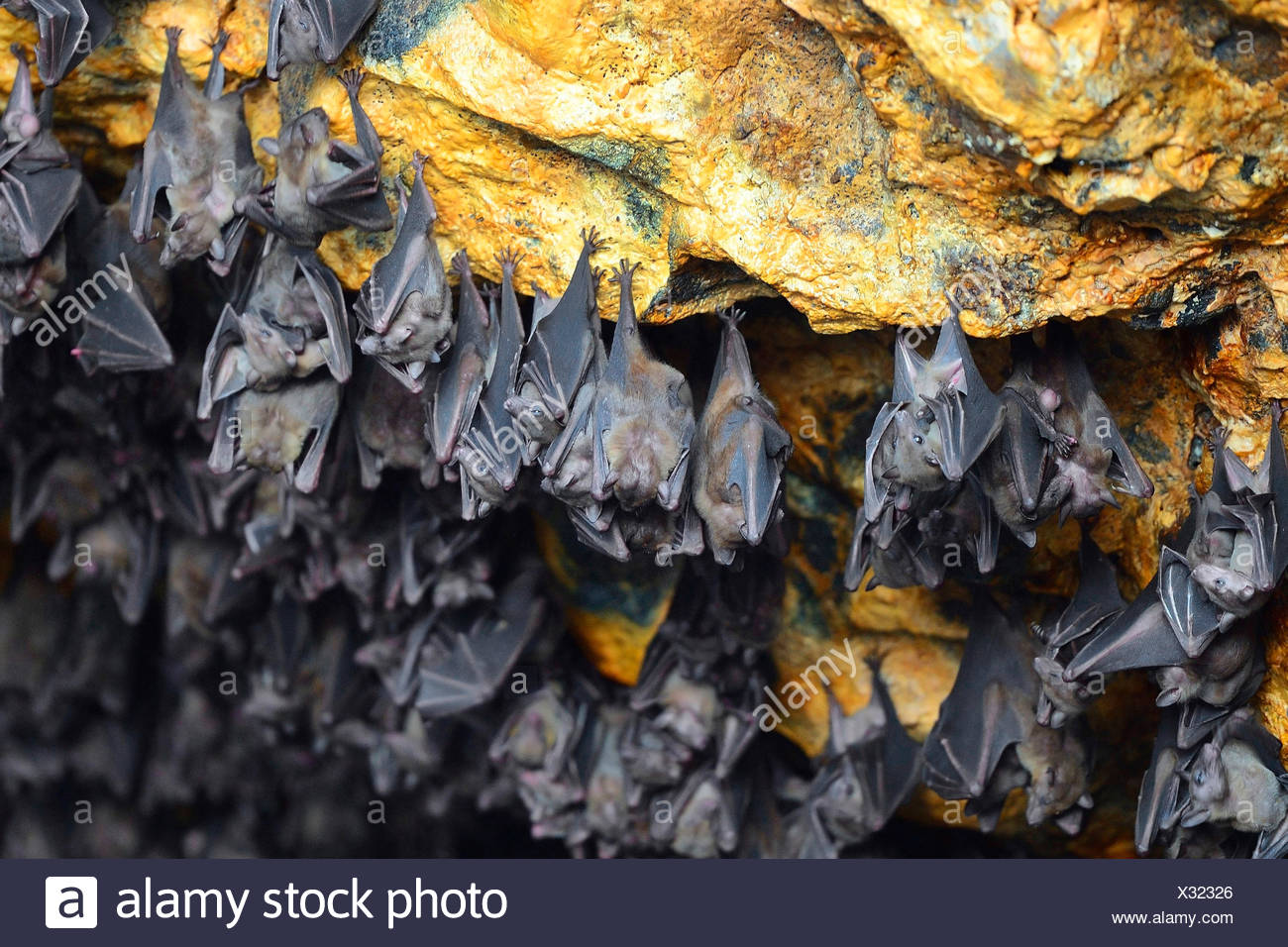 Chiropterans High Resolution Stock Photography and Images - Alamy