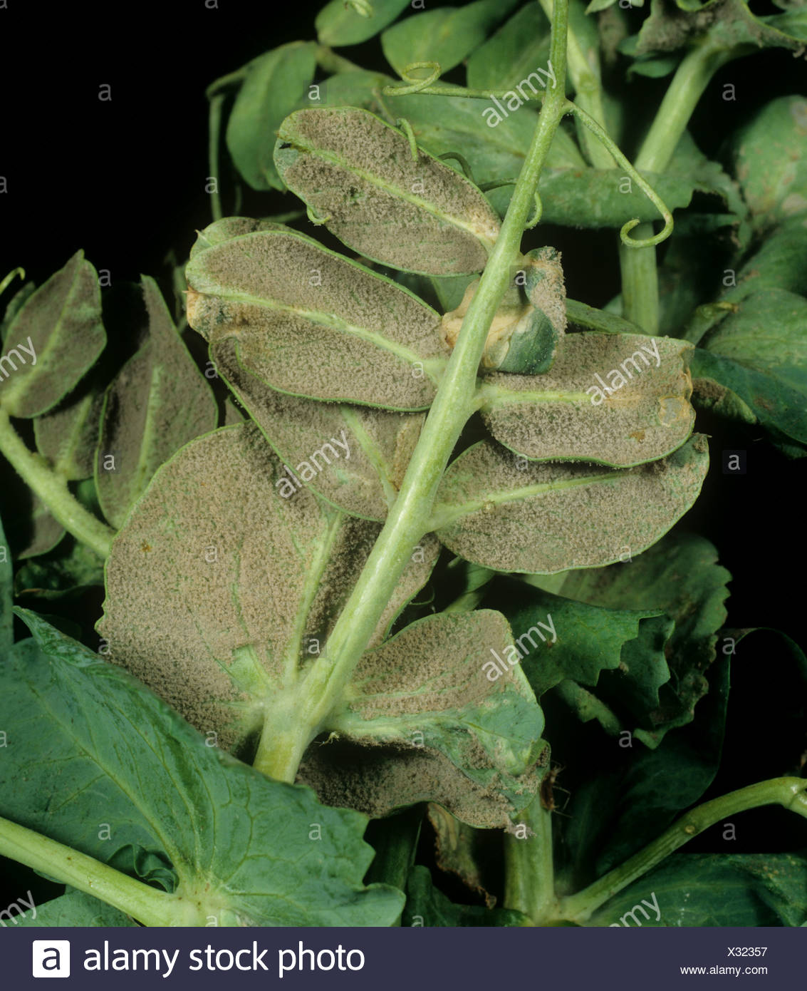 Fungal Mycelium Stock Photos & Fungal Mycelium Stock Images - Alamy