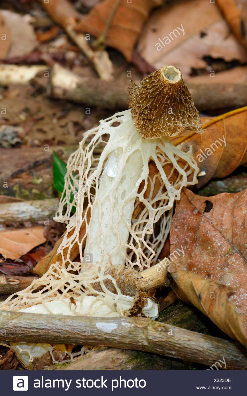Veiled Lady Mushroom High Resolution Stock Photography and Images - Alamy