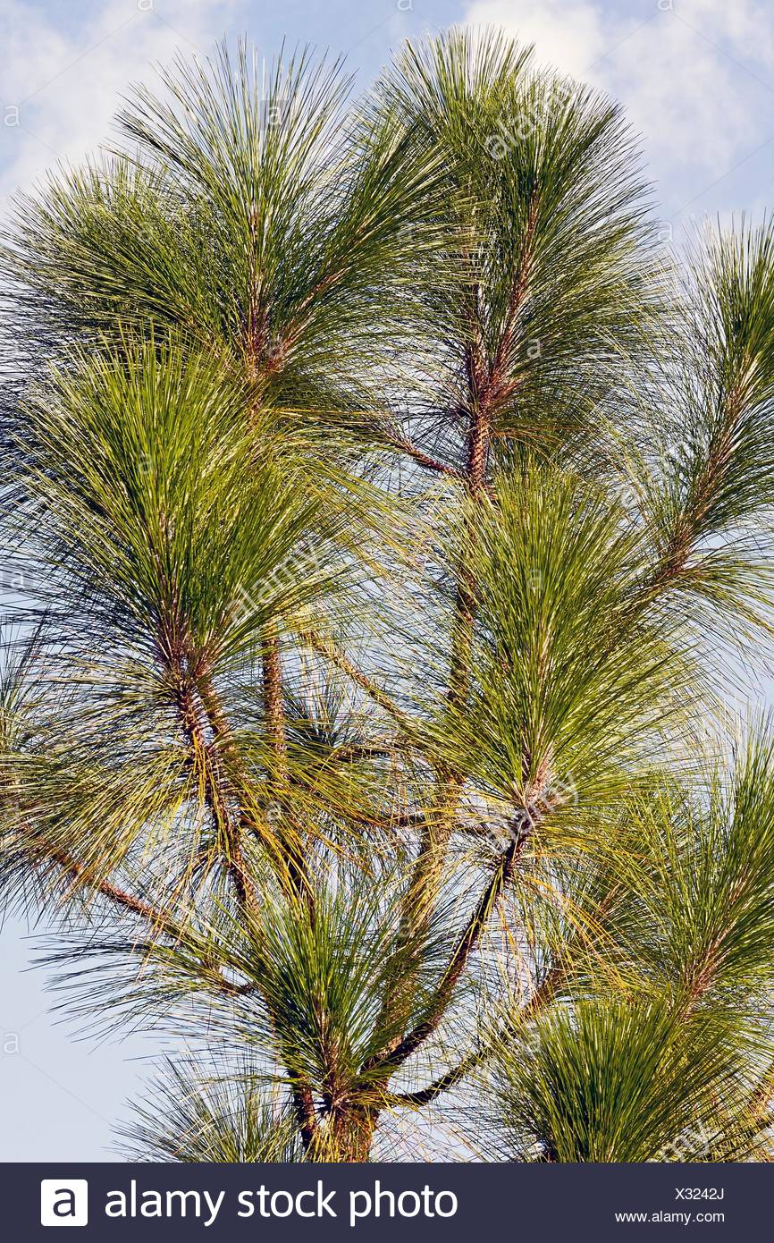 Southern Yellow Pine Stock Photos & Southern Yellow Pine Stock Images ...