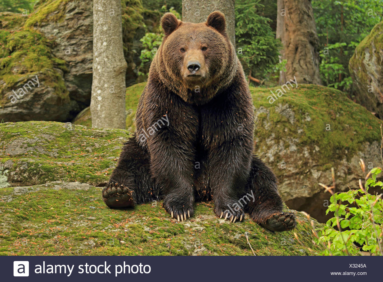 Brown Bear Sitting On Rock High Resolution Stock Photography and Images ...