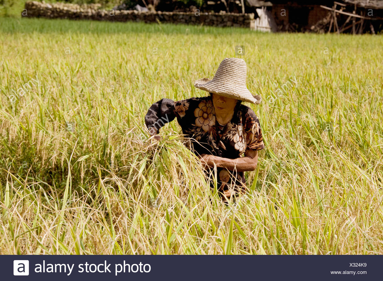China Rice Paddy Worker High Resolution Stock Photography and Images ...
