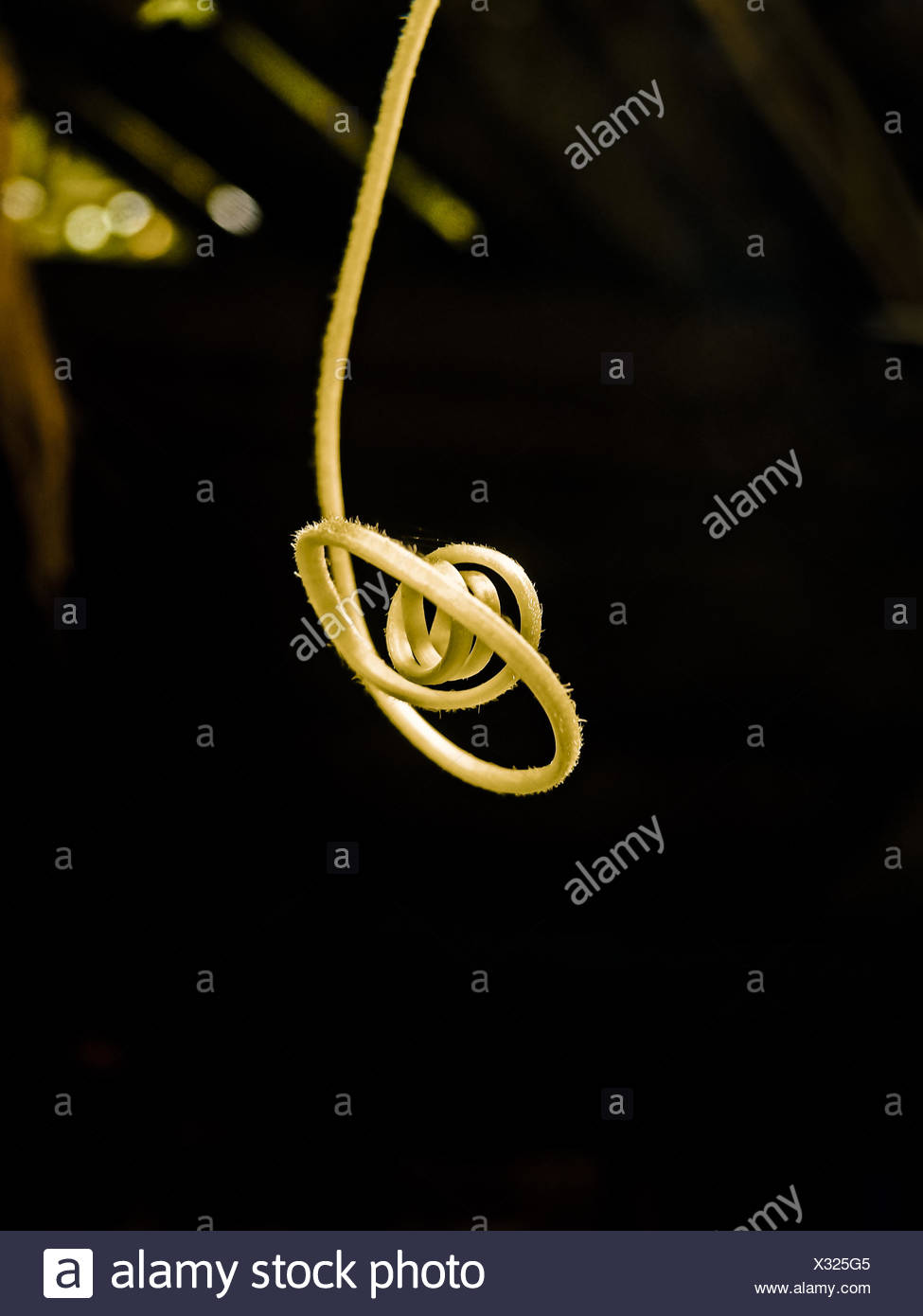 Tendril Coil High Resolution Stock Photography and Images - Alamy