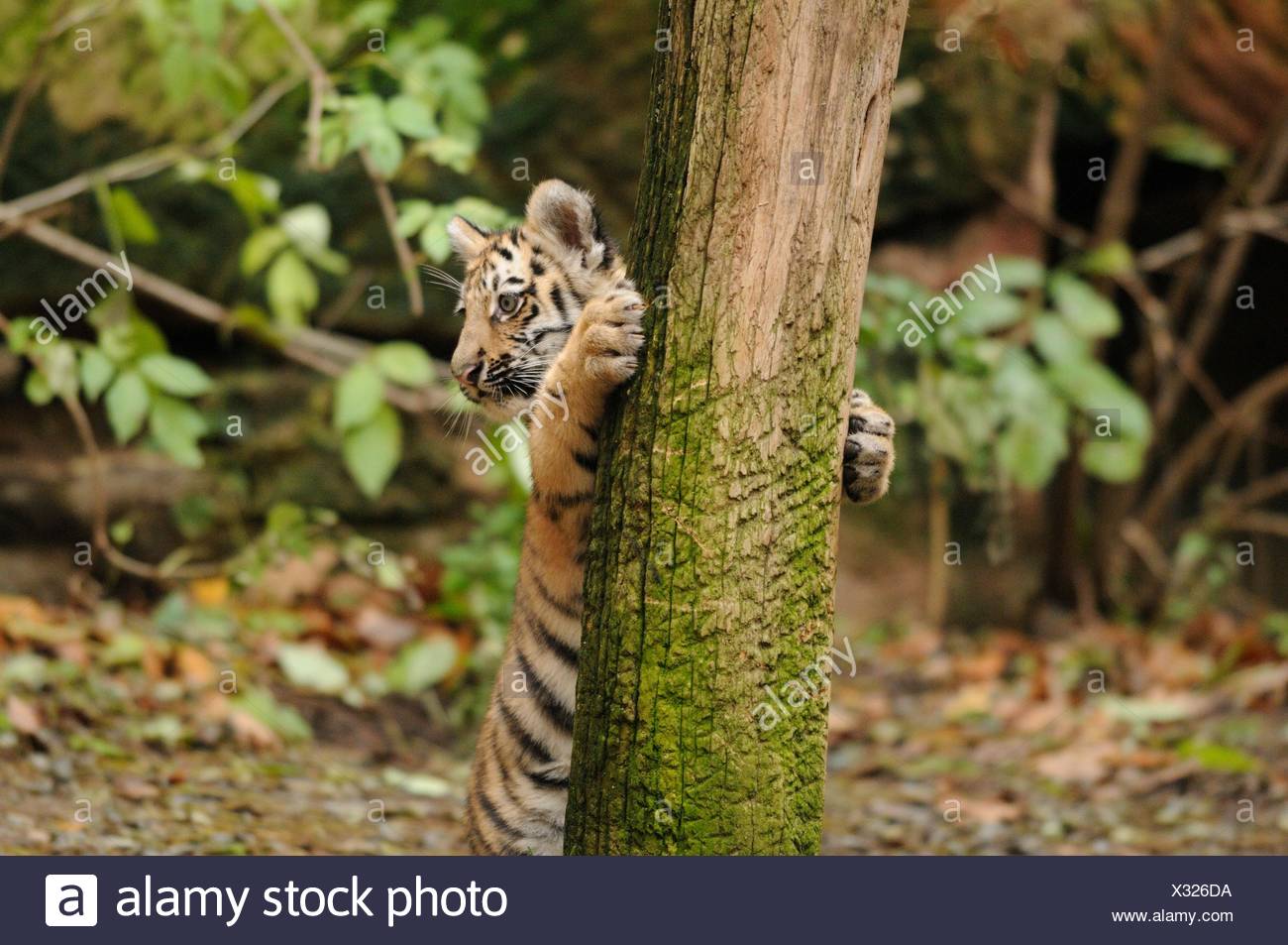 Tiger Climbing High Resolution Stock Photography and Images - Alamy
