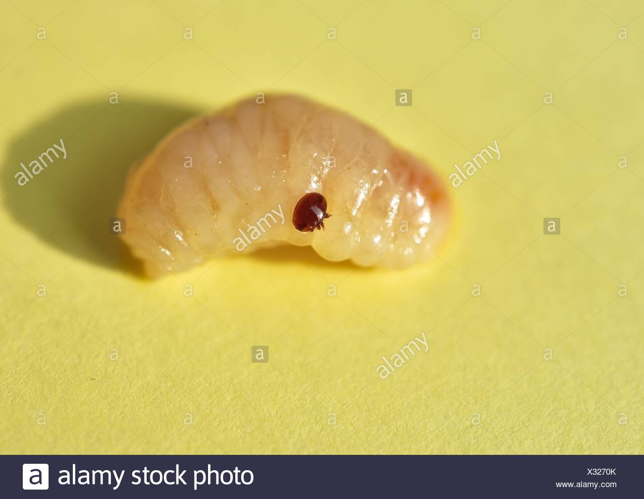 Varroa Mite On Bee High Resolution Stock Photography and Images - Alamy