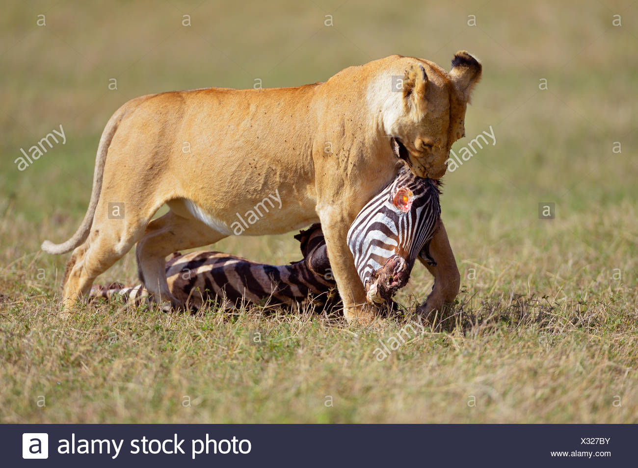 Lioness Hunt Zebra High Resolution Stock Photography and Images - Alamy