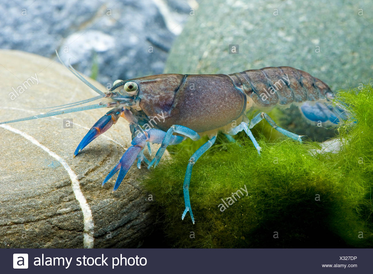 Yabbie High Resolution Stock Photography and Images - Alamy