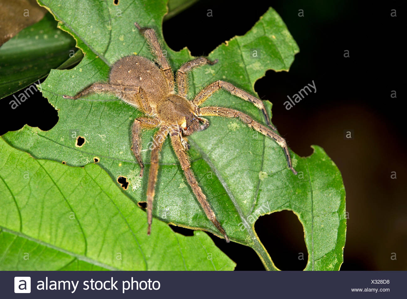 Brazilian Wandering Spider Stock Photos & Brazilian Wandering Spider ...