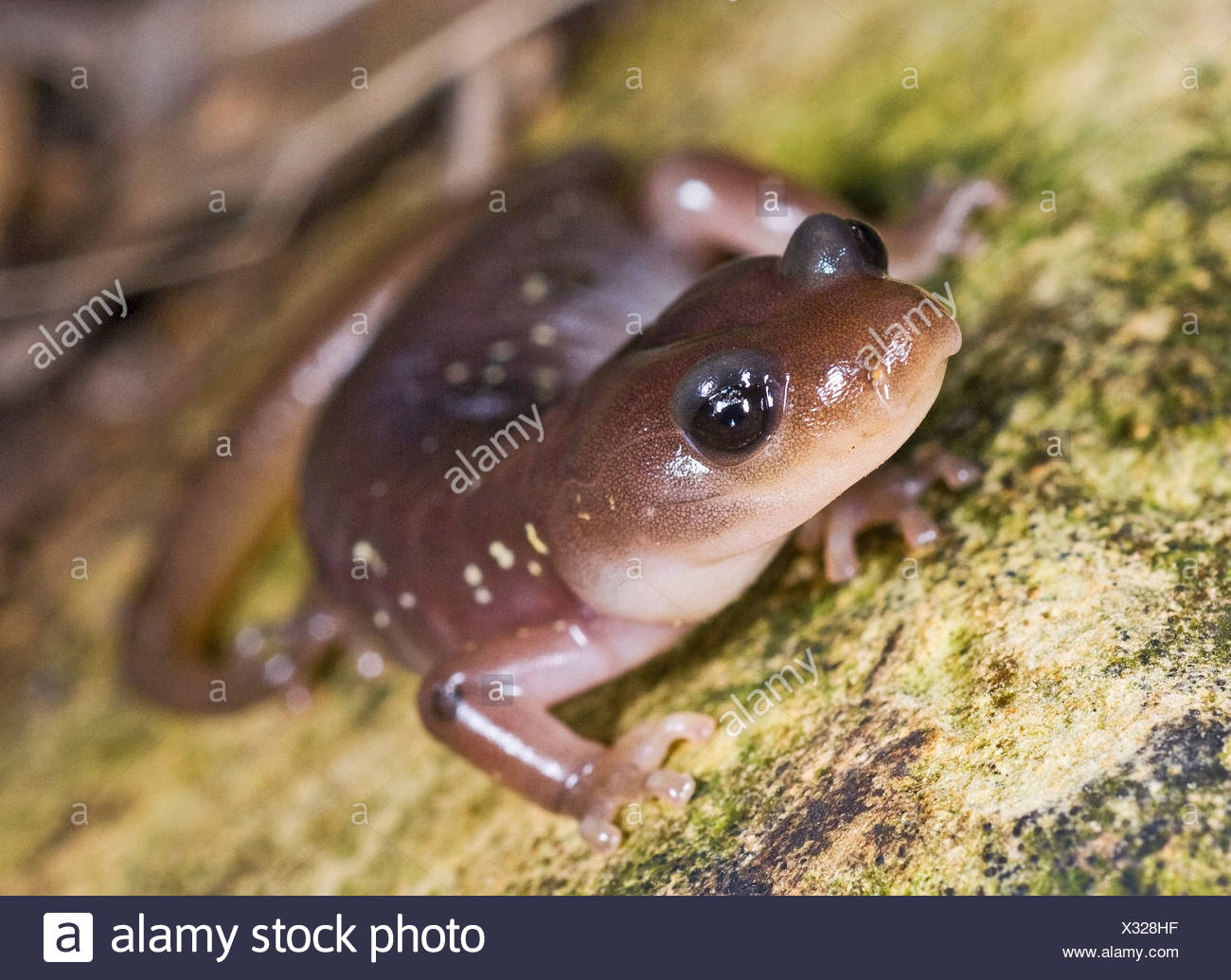 Arboreal Salamanders High Resolution Stock Photography and Images - Alamy