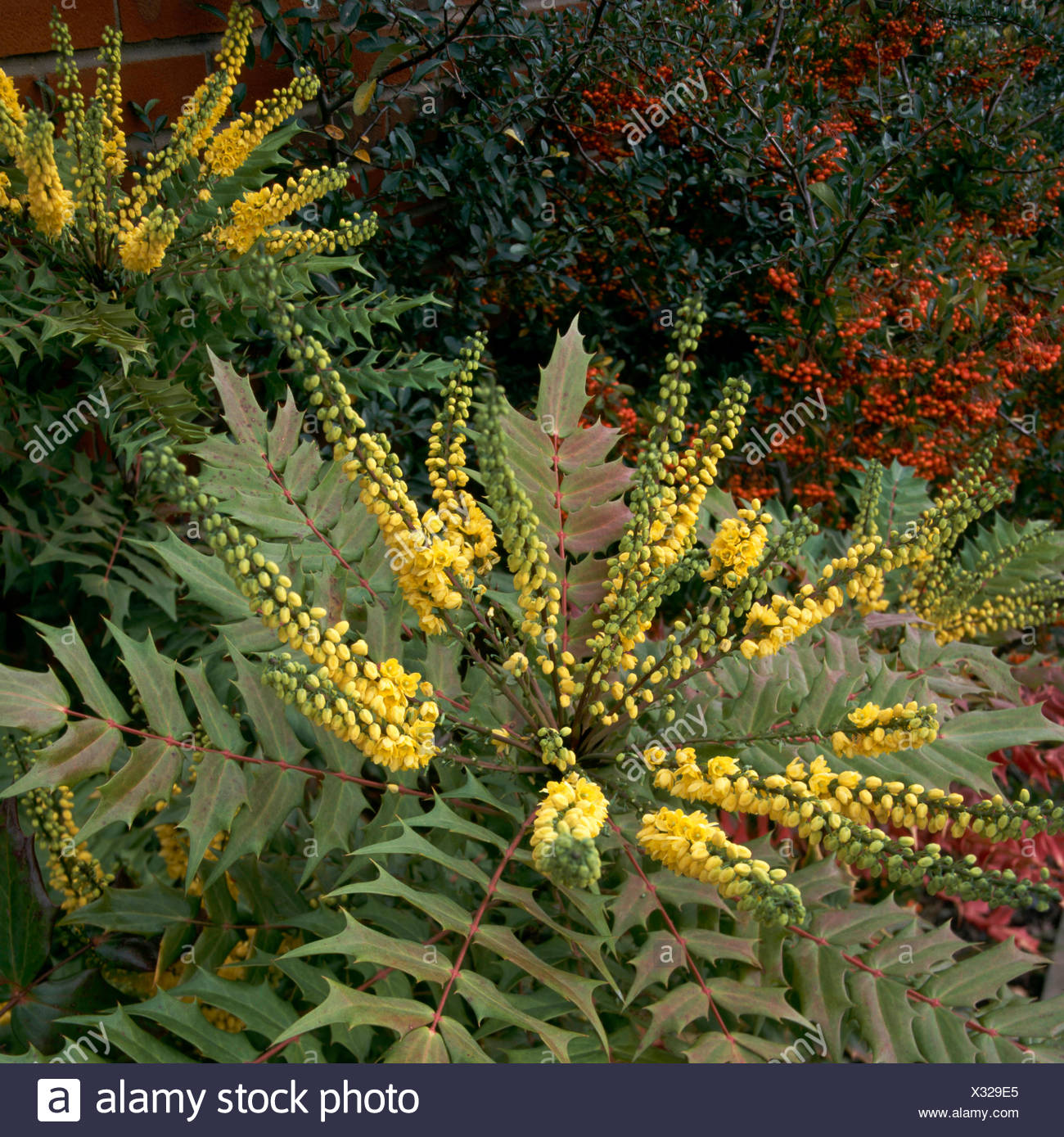 Mahonia Charity Stock Photos & Mahonia Charity Stock Images - Alamy