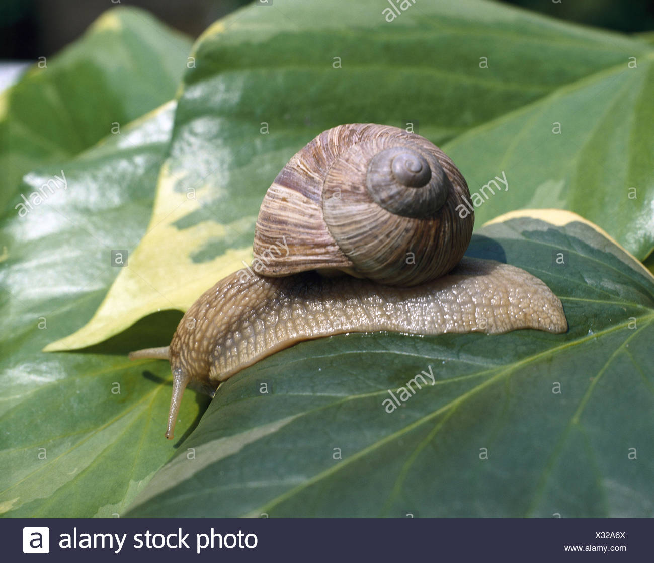 Land Lung Snails High Resolution Stock Photography and Images - Alamy