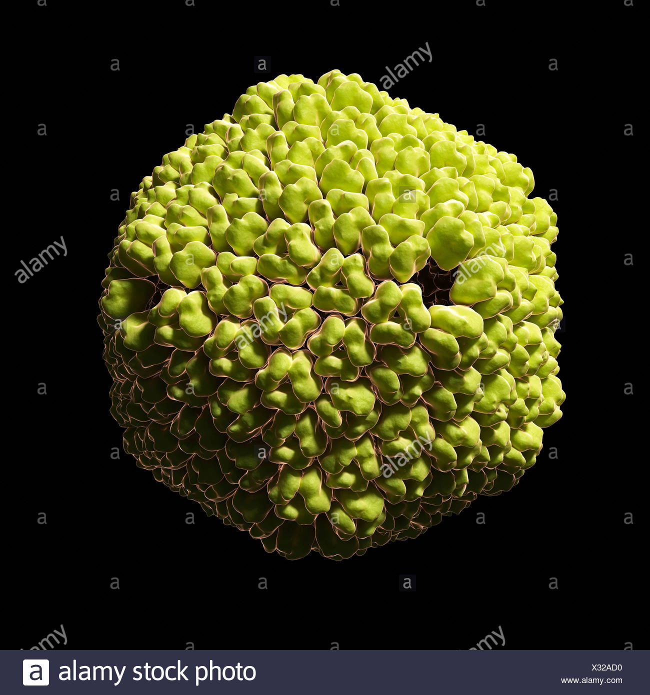 Sputnik Virophage Particle Stock Photos & Sputnik Virophage Particle ...