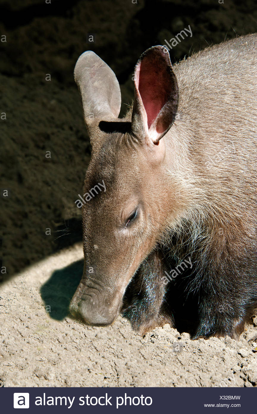 Aardvark Animal High Resolution Stock Photography and Images - Alamy