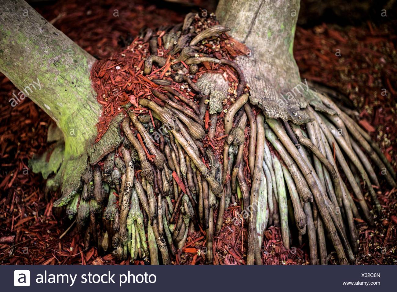 Root System High Resolution Stock Photography and Images - Alamy