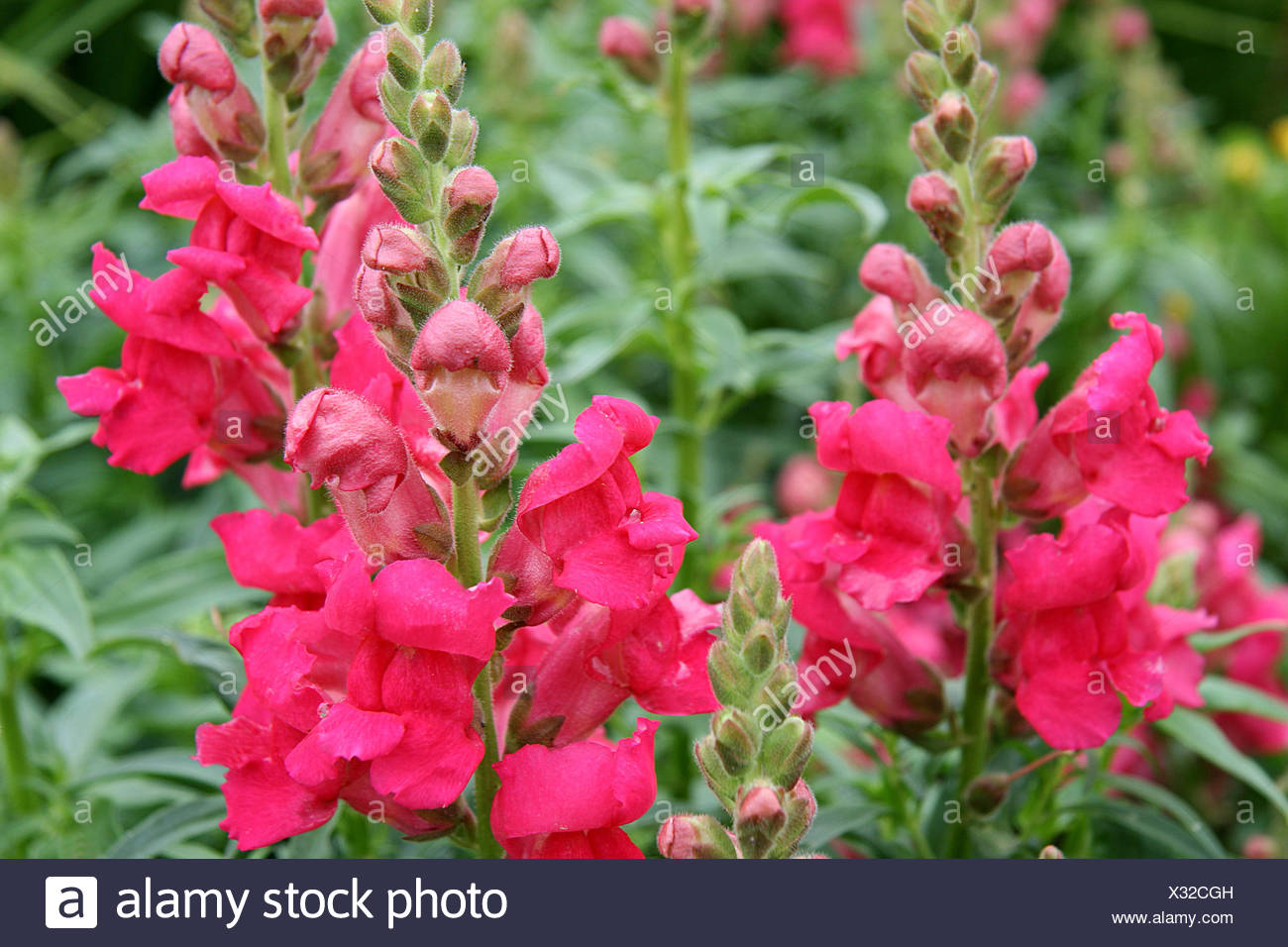 Red Snapdragon Flowers Antirrhinum High Resolution Stock Photography ...