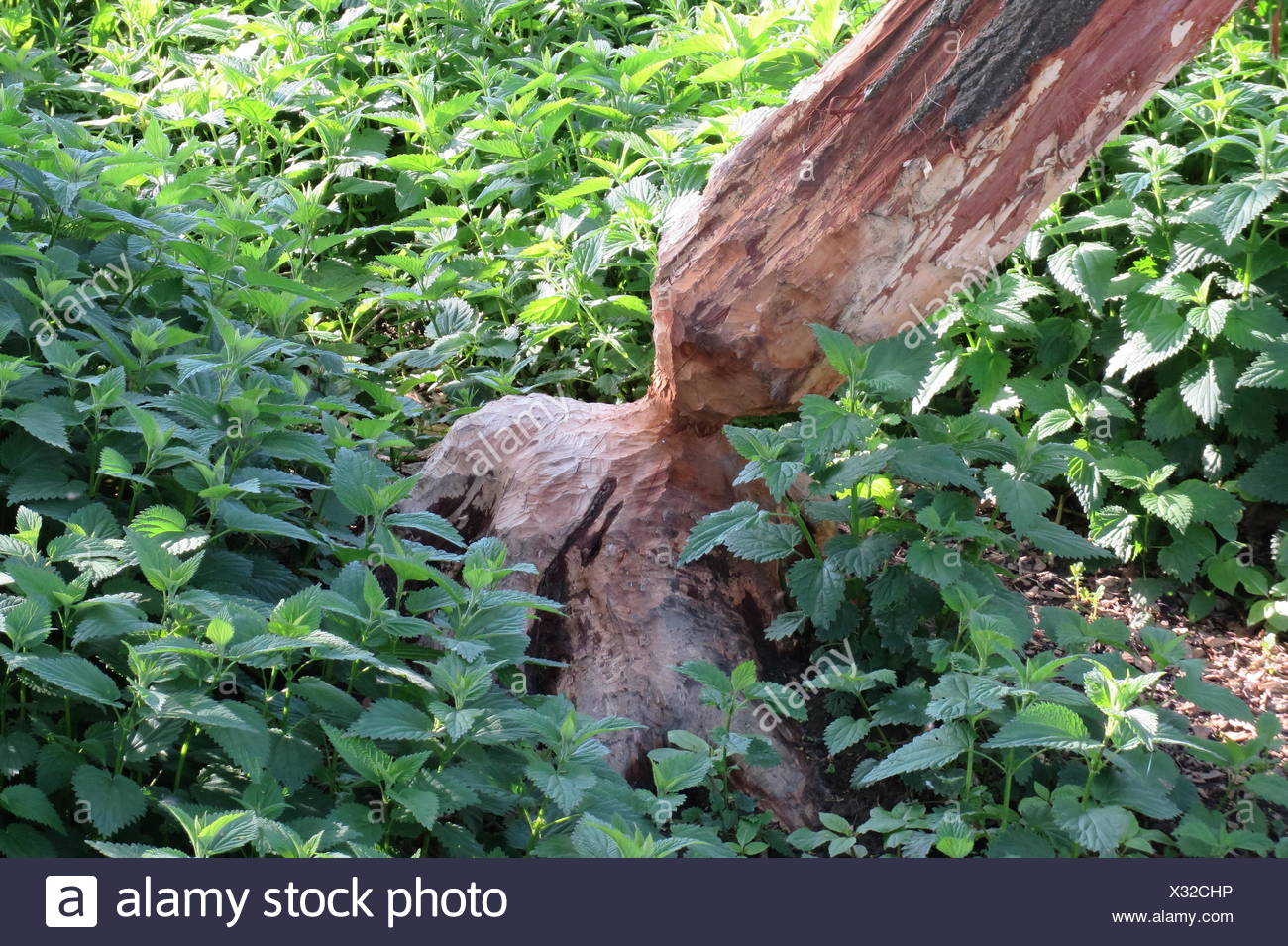 Tierverbiss High Resolution Stock Photography and Images - Alamy