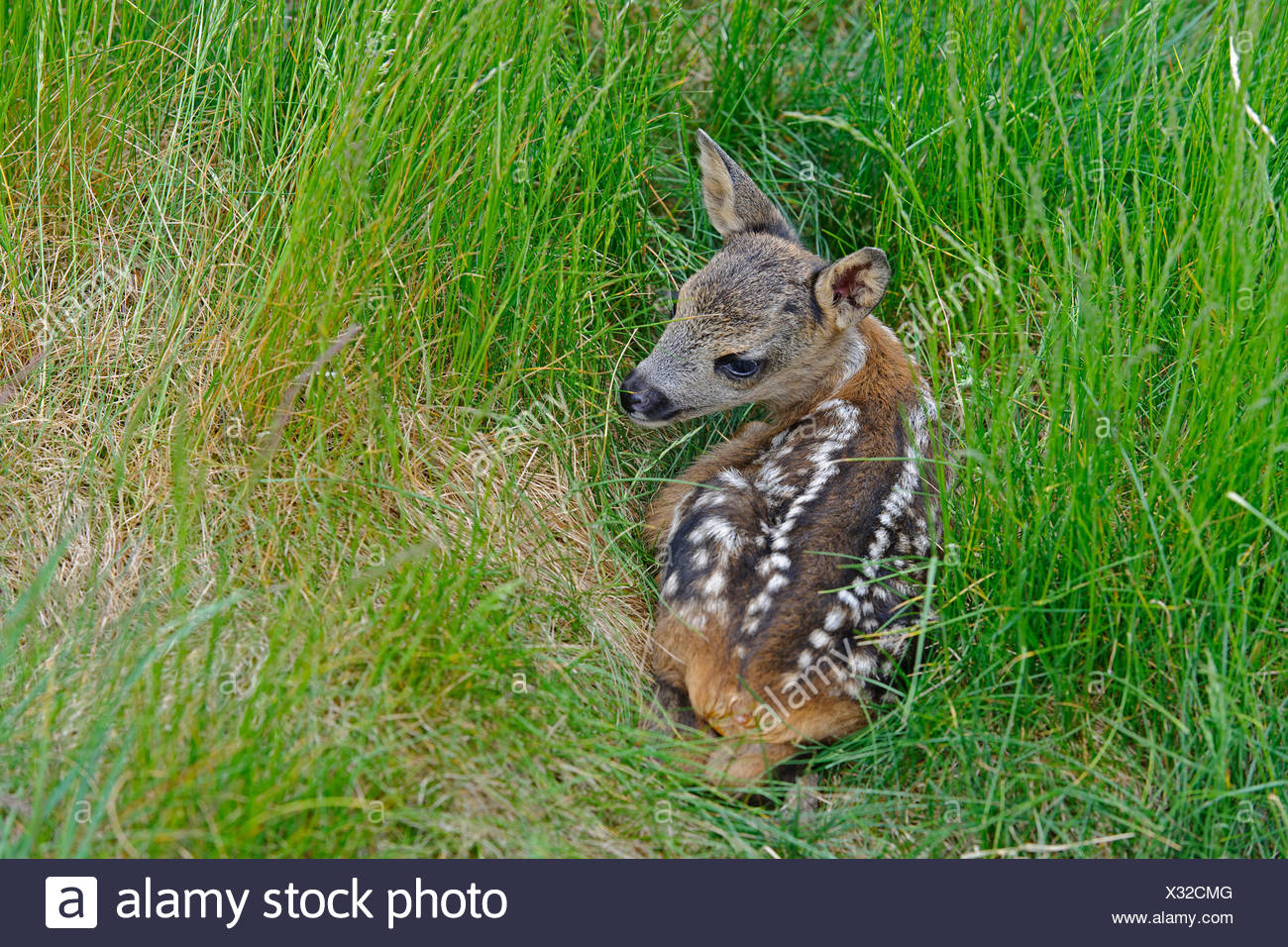 Baby Deer Sitting On Ground High Resolution Stock Photography and ...