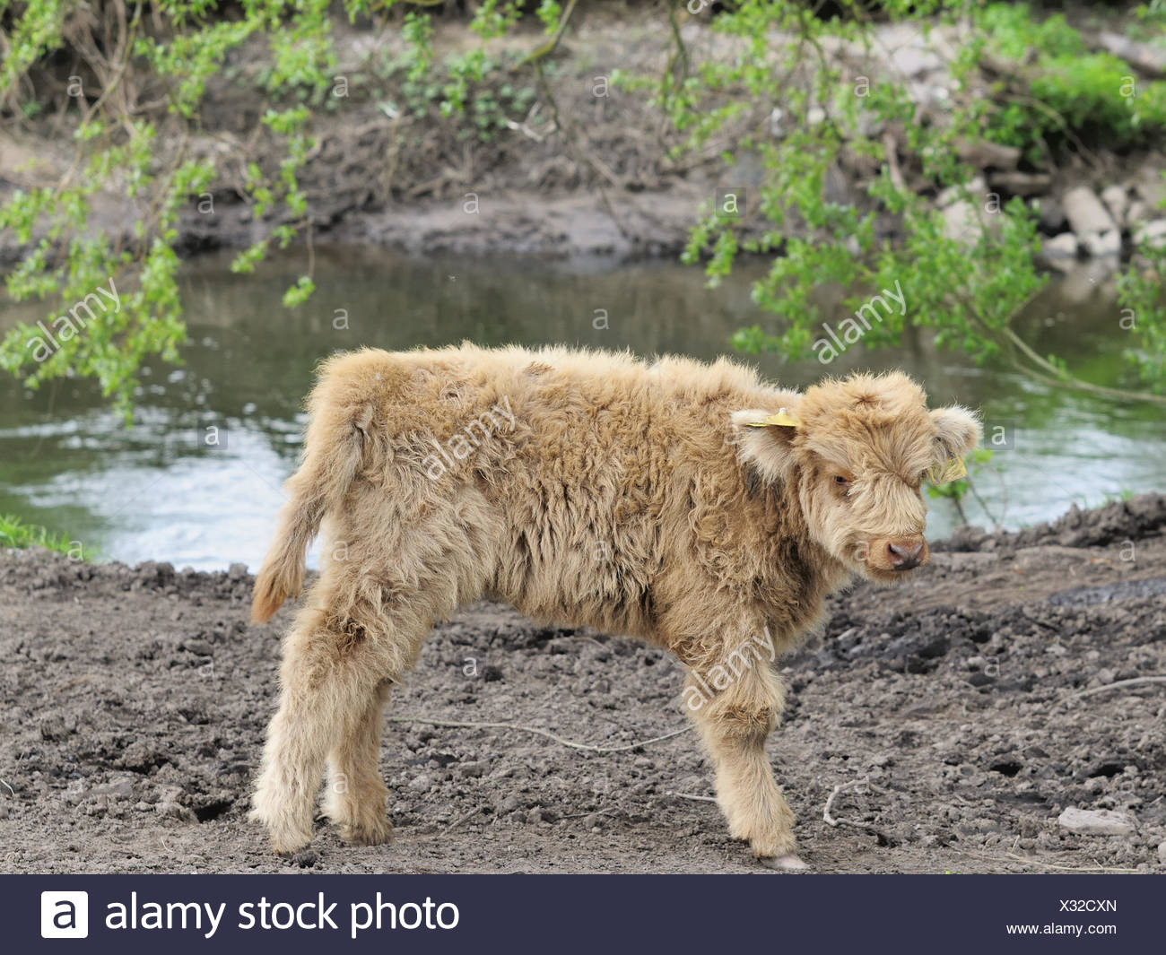 Heck Cattle Bull And Cow High Resolution Stock Photography and Images ...